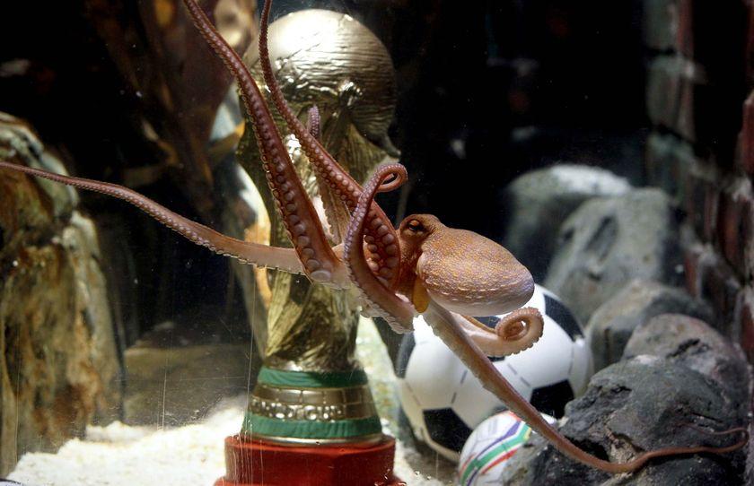 Octopus Paul wins his own World Cup - ABC News