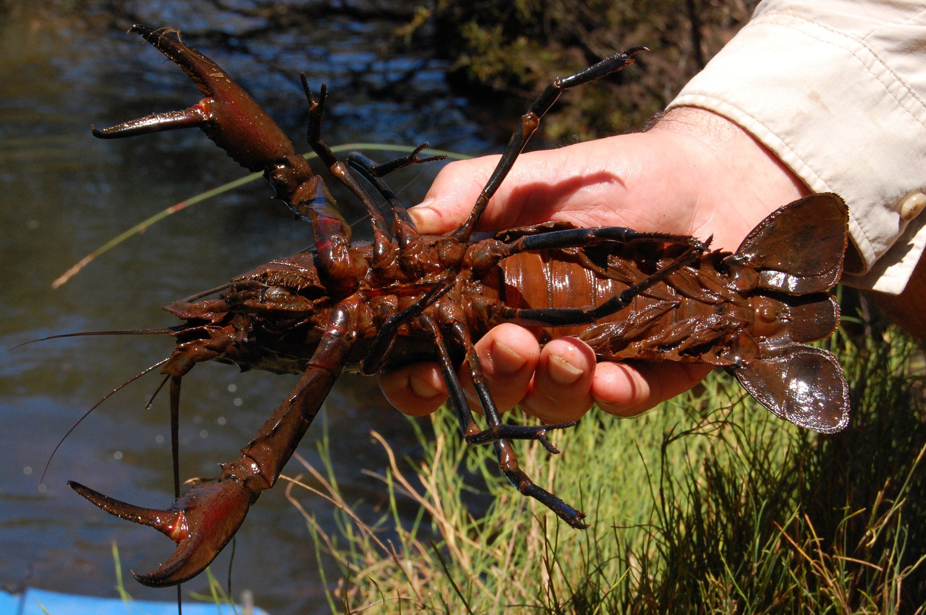 Scientists work to save WA's endangered hairy marron from extinction ...