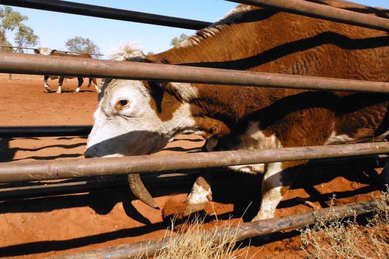 Bullock has horn growing out of its chin - ABC News