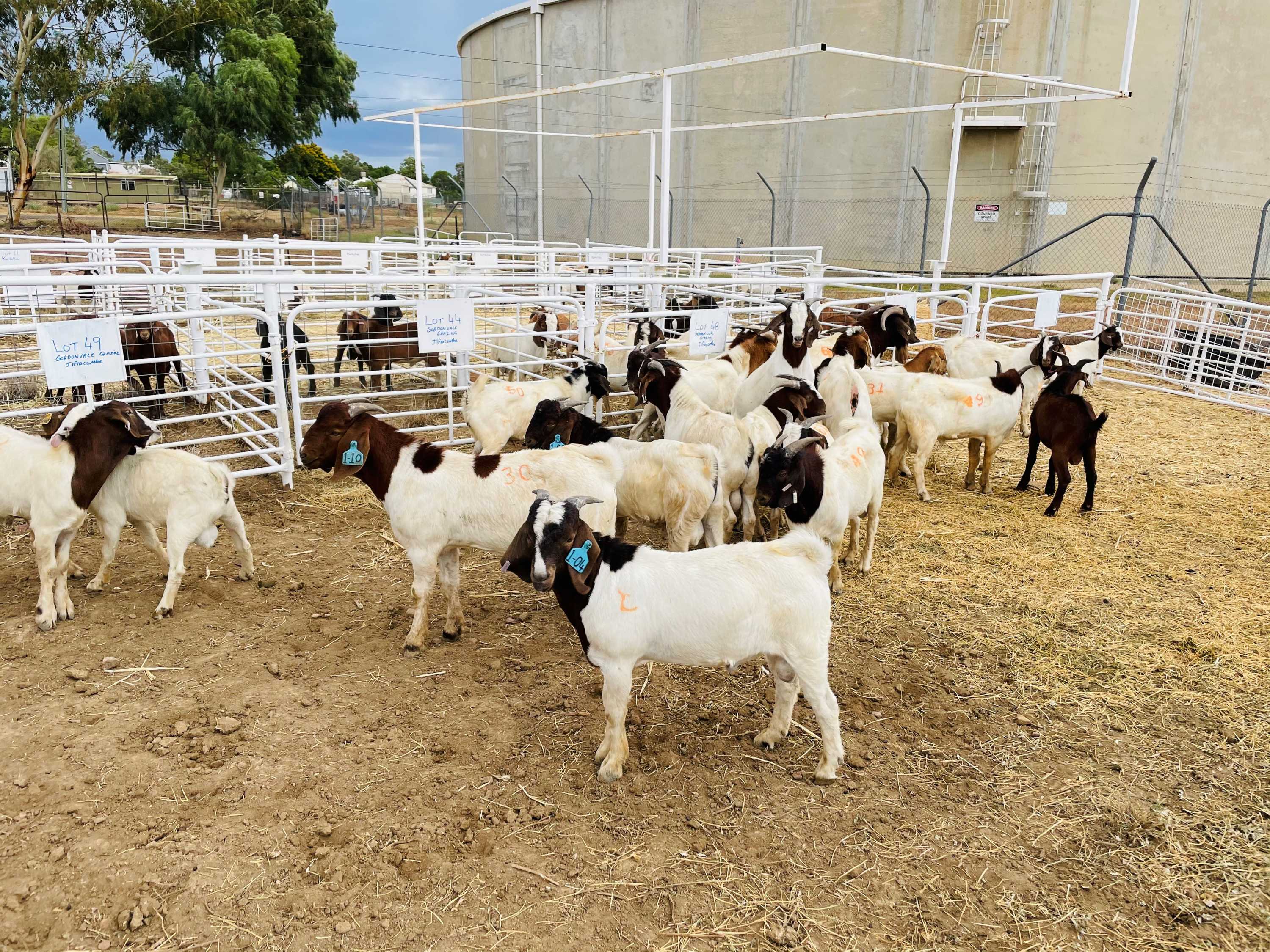 Australia's domestic goat market goes gangbusters in global pandemic ...