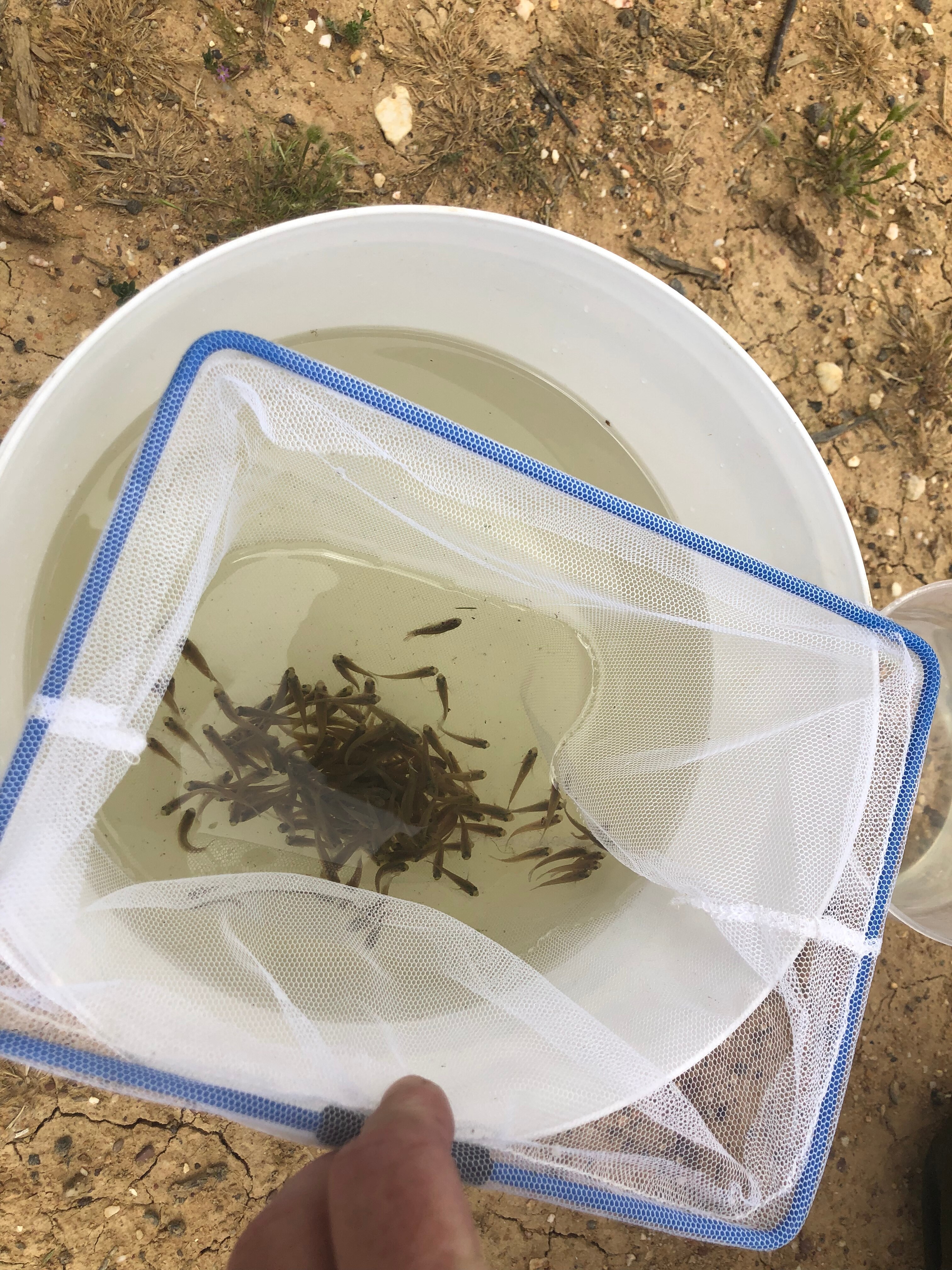 Zombie fish released into the wild as captive-bred numbers reach the ...