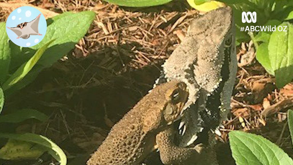 Cane toads observed trying to mate with lizards in Brisbane park - ABC News
