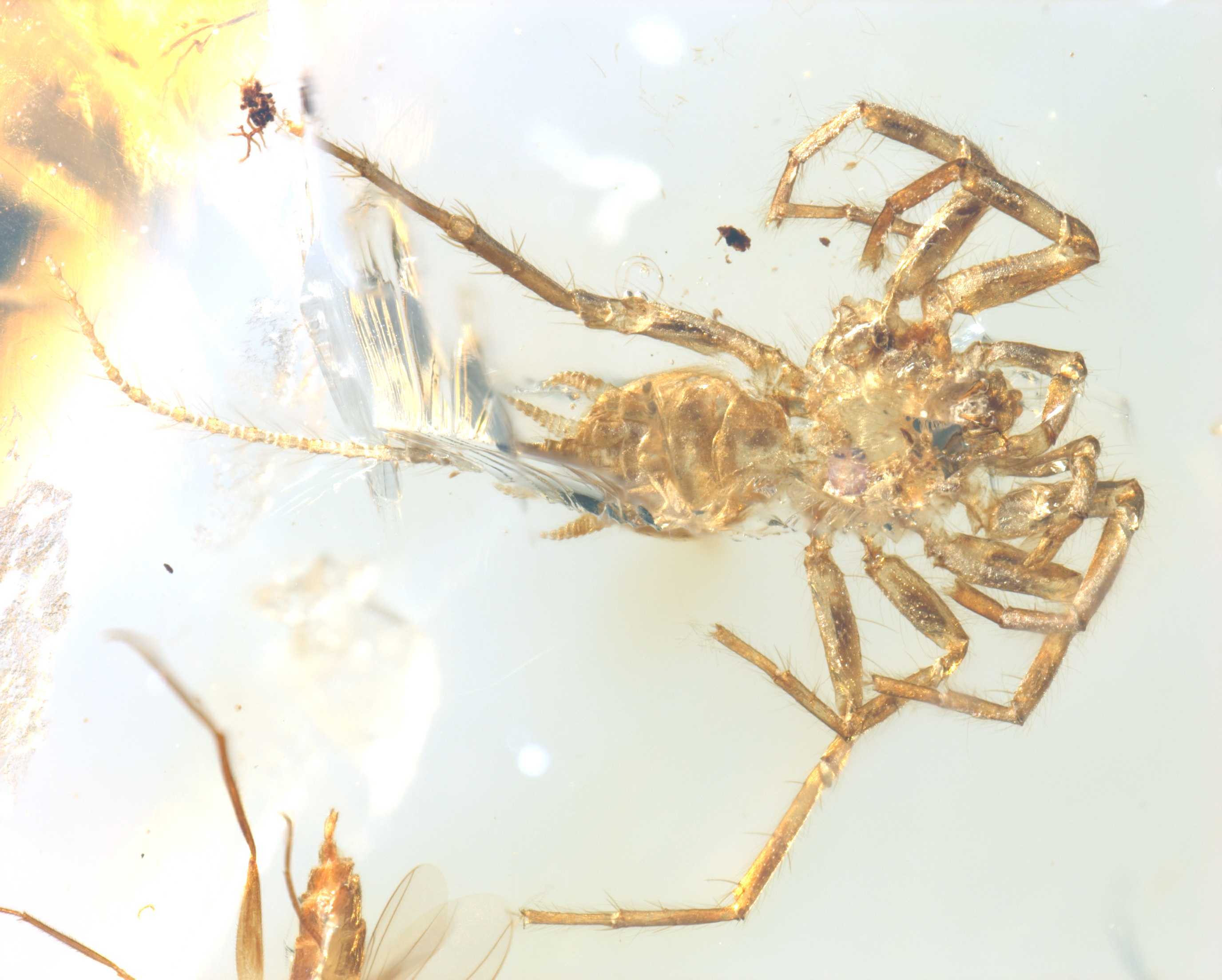Ancient arachnid trapped in amber a missing link in spider evolution ...