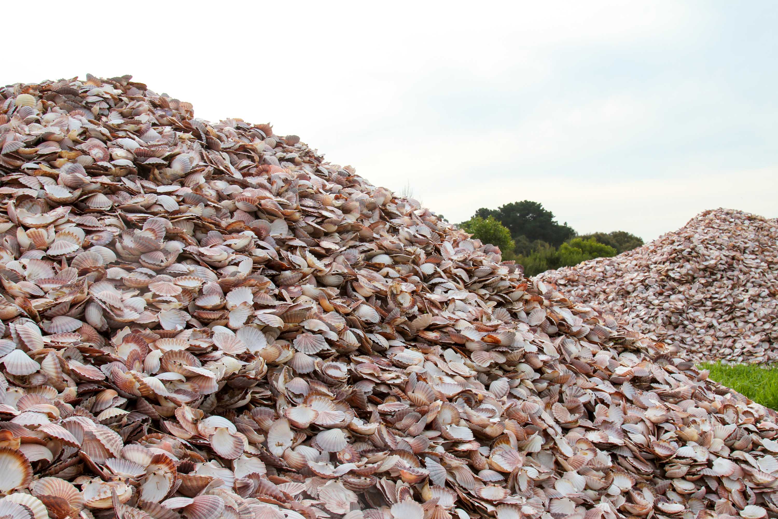 War on waste: Recycling shells from your plate to benefit the ocean ...