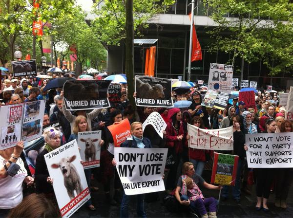 Thousands rally against live export trade - ABC News