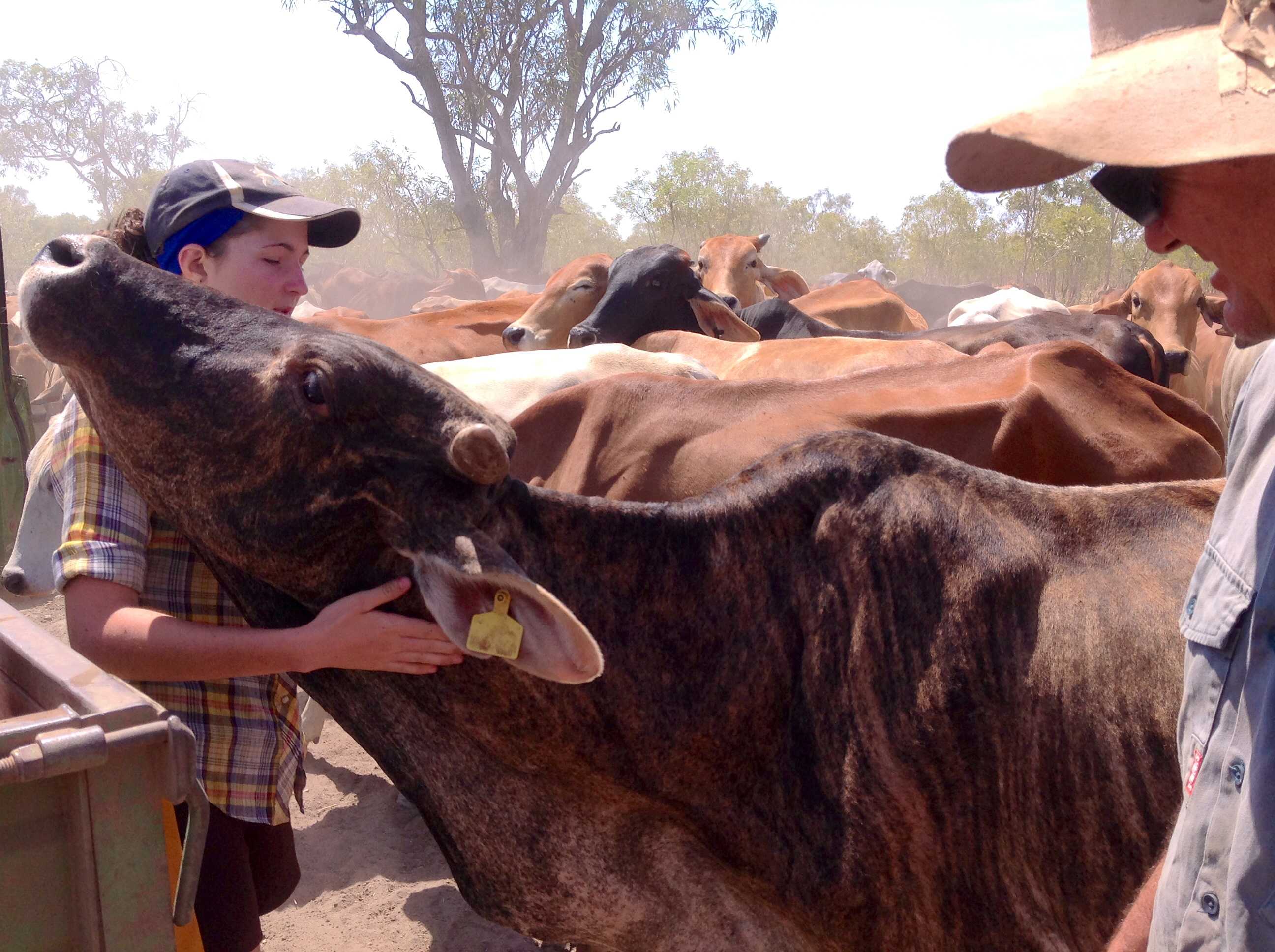 Tough times for beef producer family who struggled with live cattle ...
