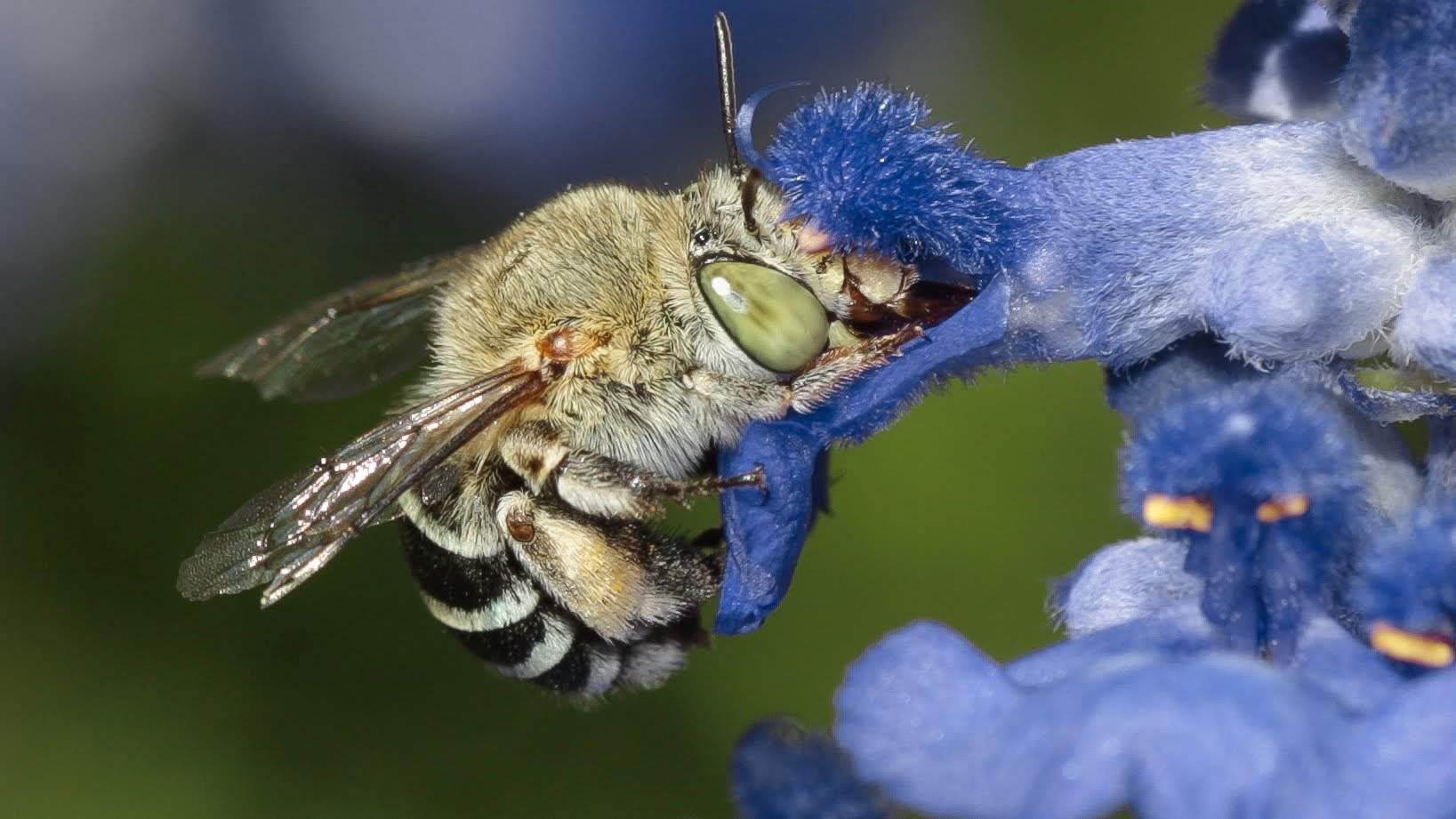 How to capture the amazing worlds of bugs - ABC listen