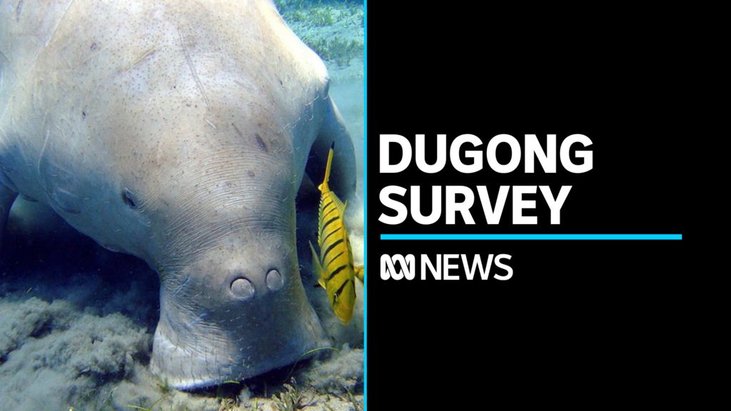 Dugongs surveyed amid concerns of population decline - ABC News