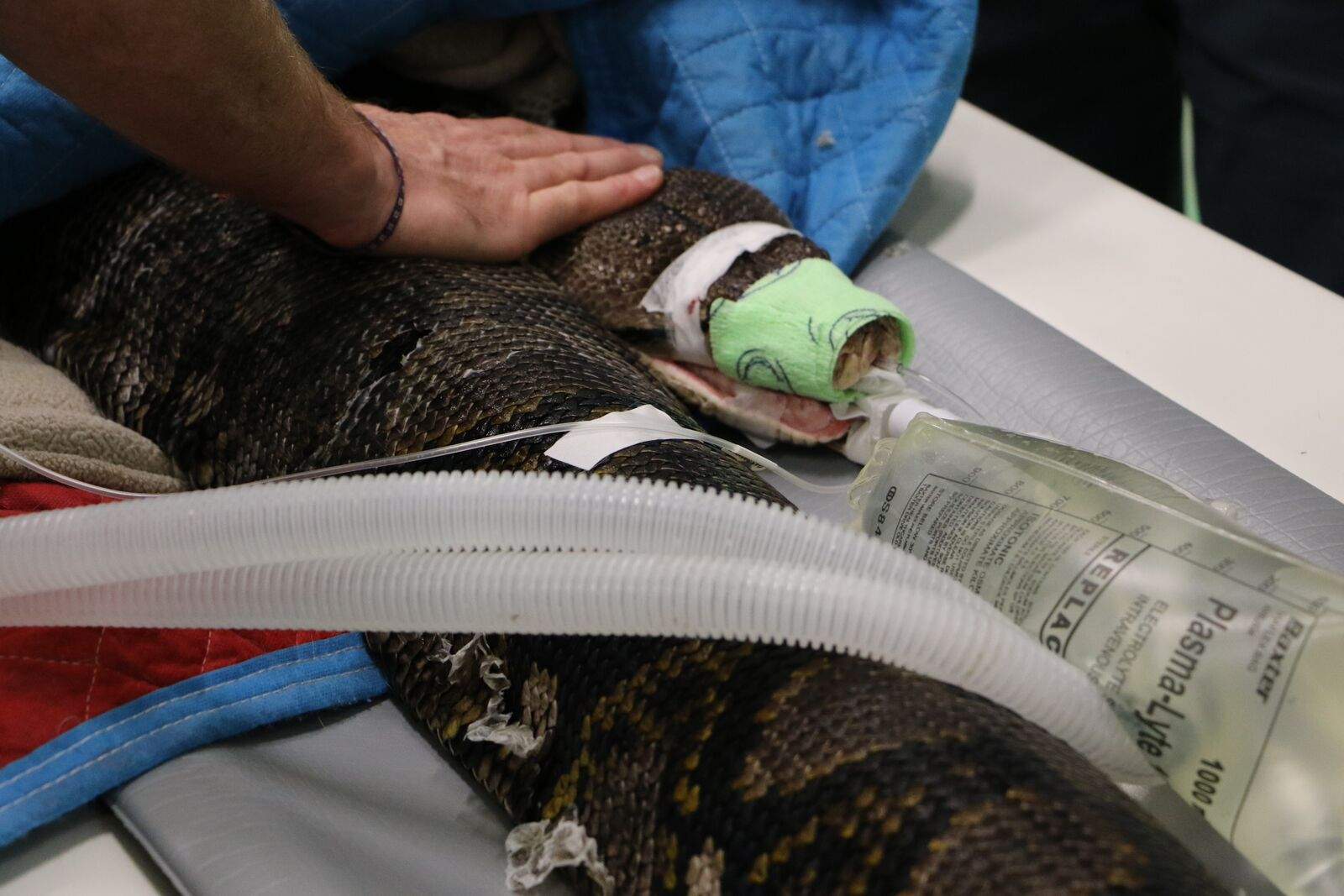 Giant python 'Cuddles' stumps Perth zookeepers after going off food ...