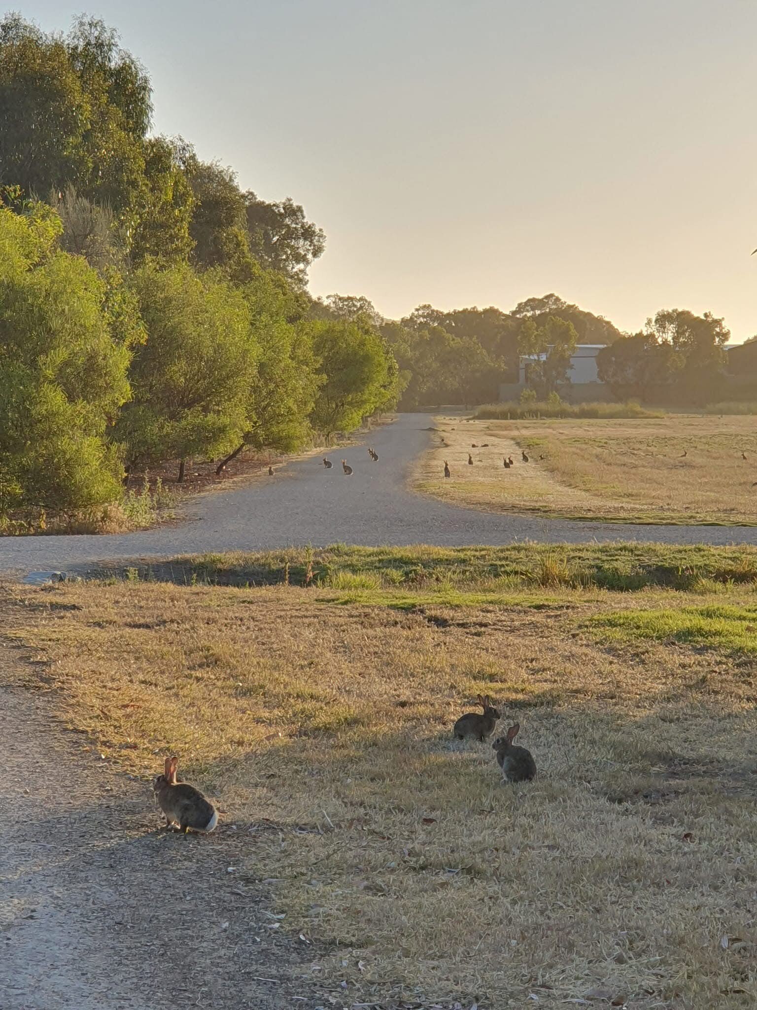 It's rabbit season in the Adelaide Hills as bunnies run rampant - ABC ...