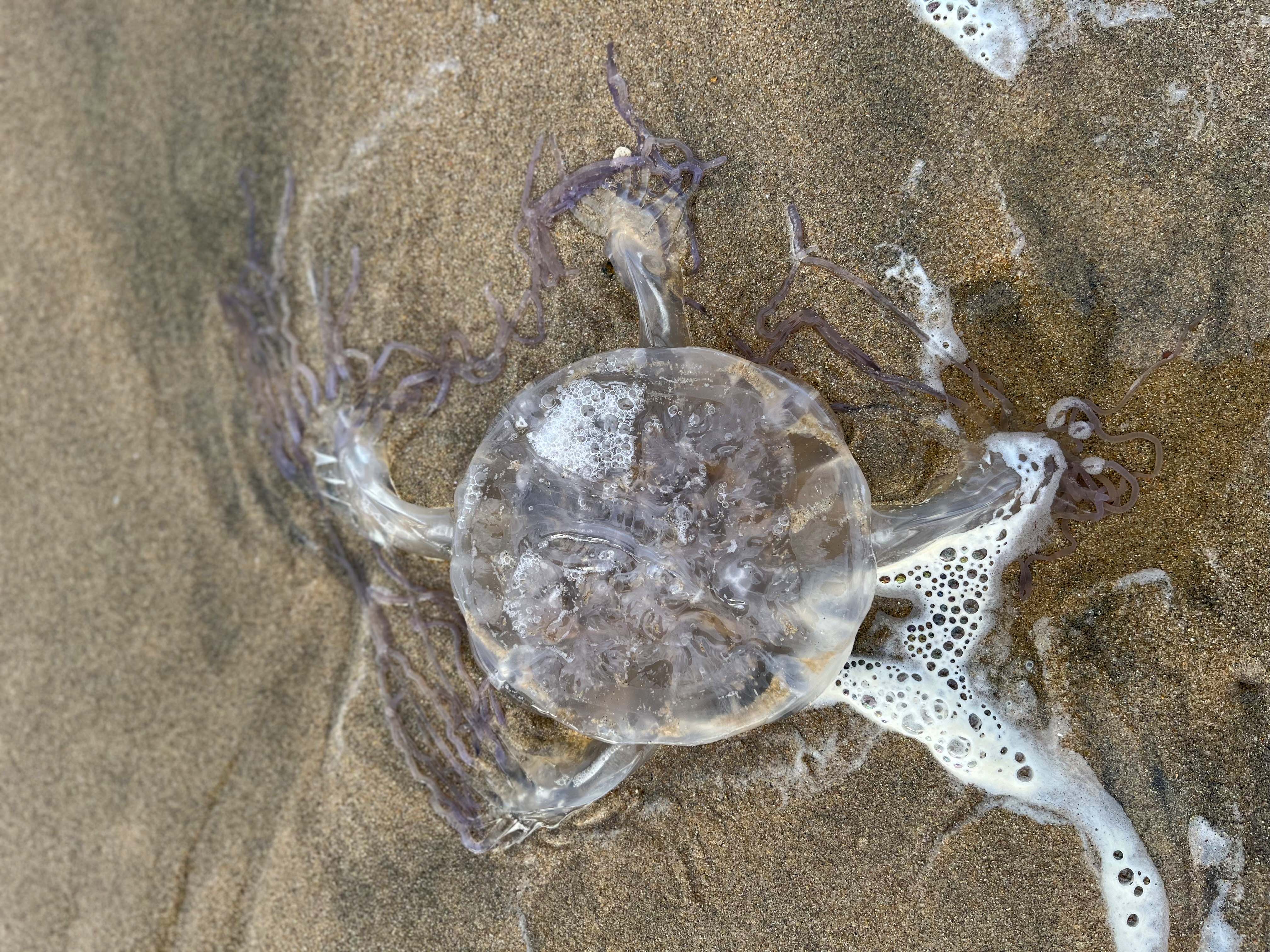 Electric Jellyfish Stings First Aid Afloat Jellyfish Stings Safe