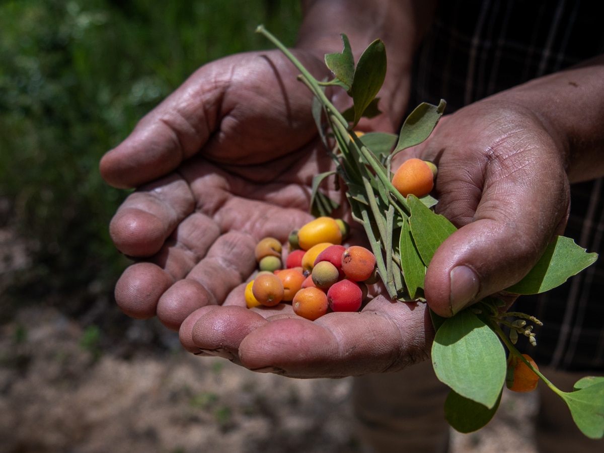 Hopes bush foods can provide economic, cultural empowerment for FNQ ...