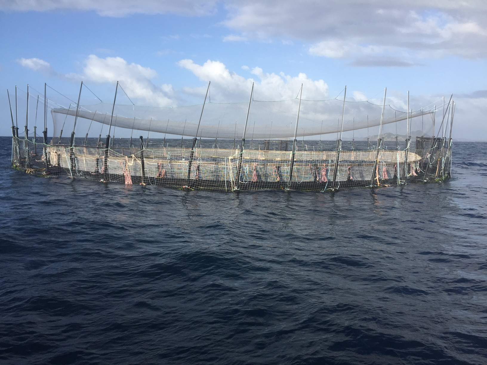Kingfish farm trial hailed a success - ABC listen