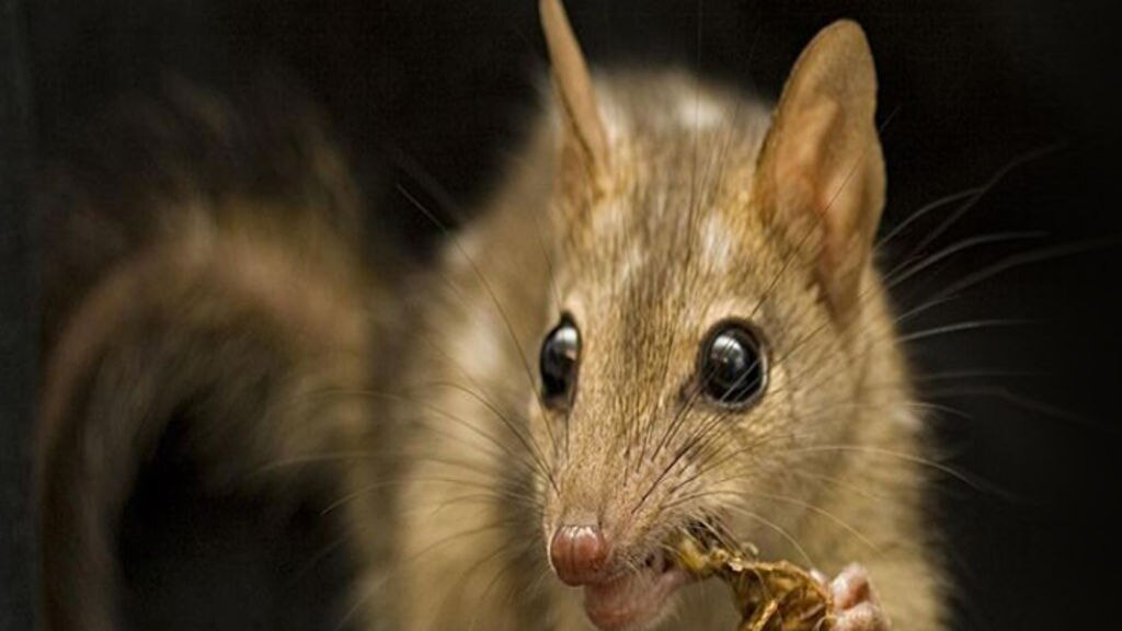 Sniffer dogs on trail of elusive species in central Qld - ABC News