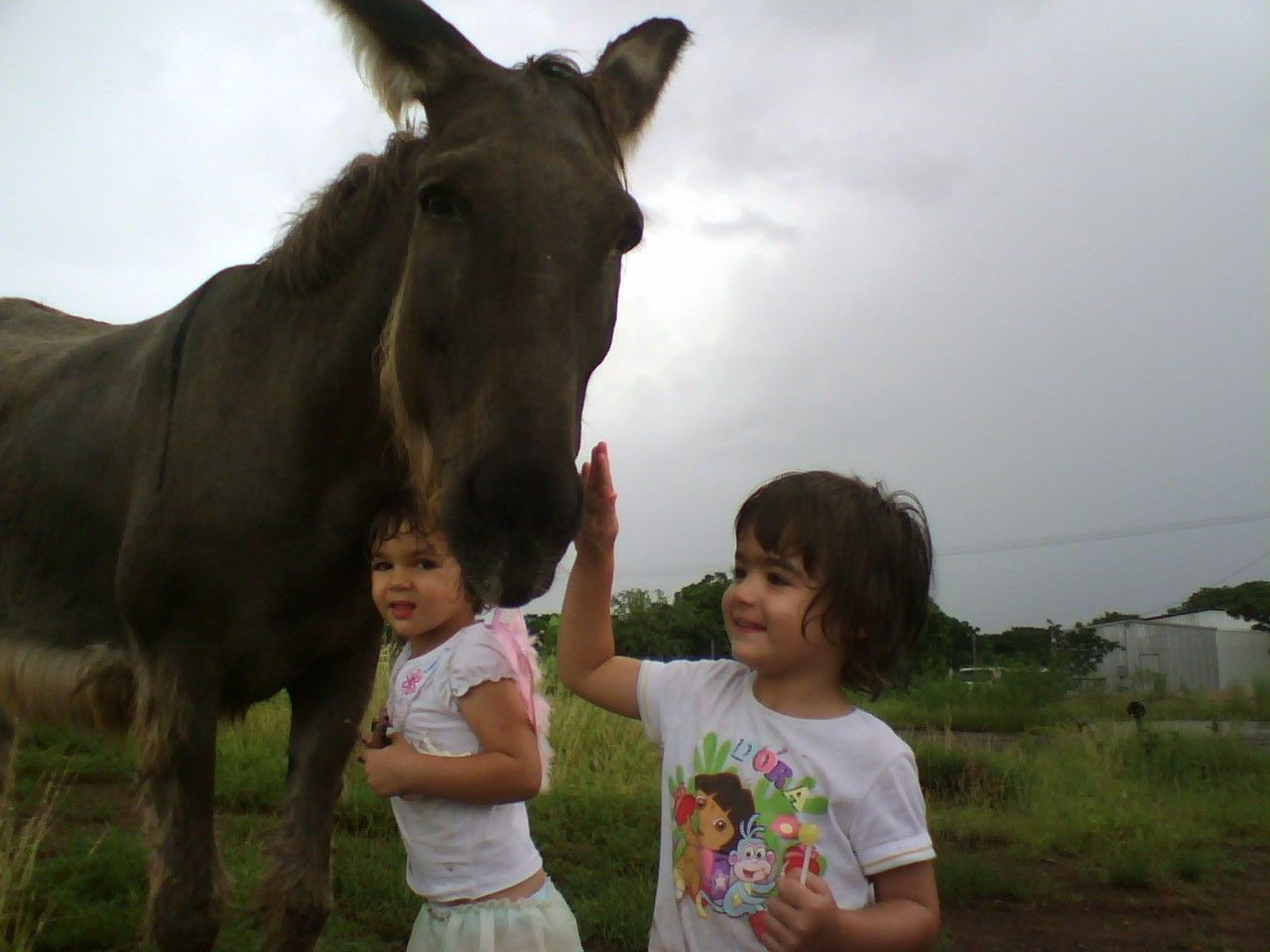 The Great Donkey Comp of '08 - ABC News