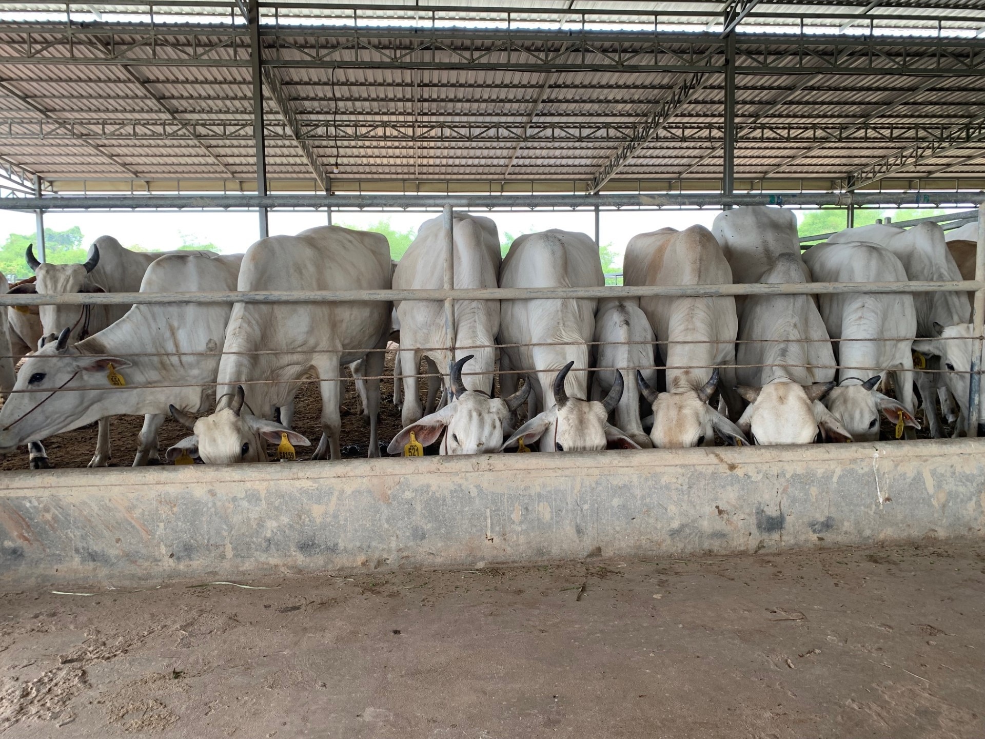 Cows for Cambodia charity helps lift people out of poverty - ABC News