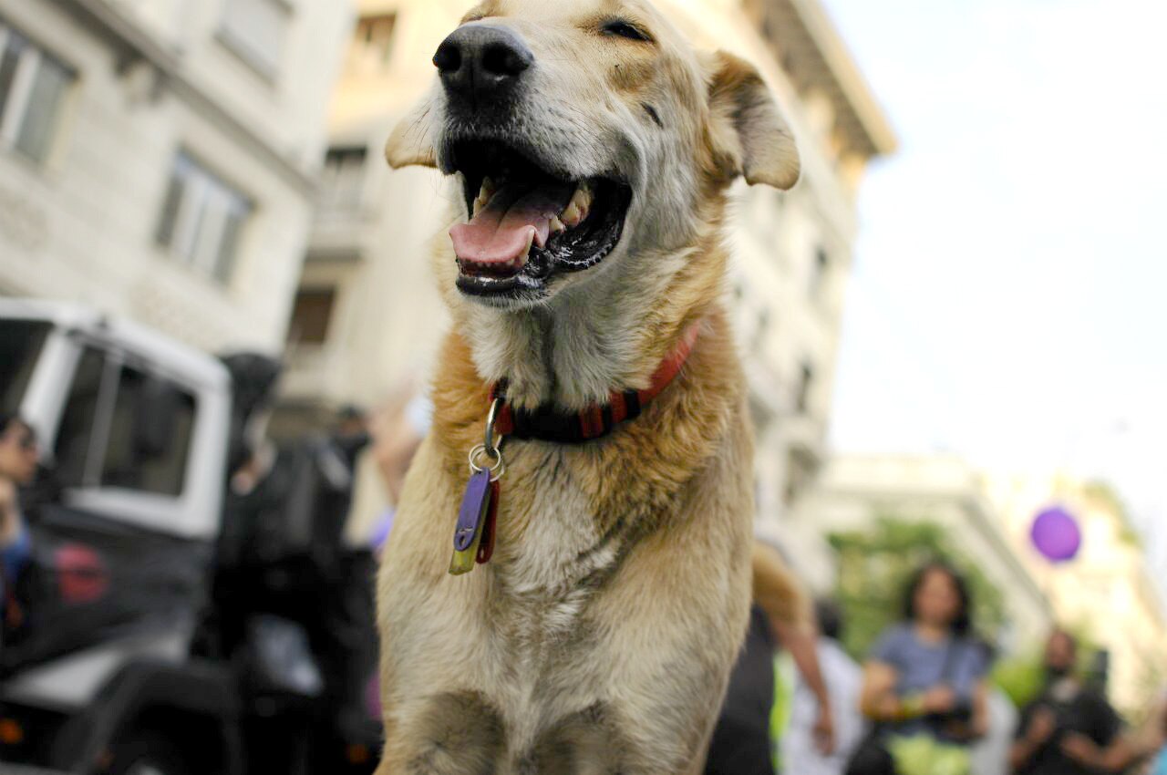 In search of Greece's protest dog, Loukanikos - ABC Radio National