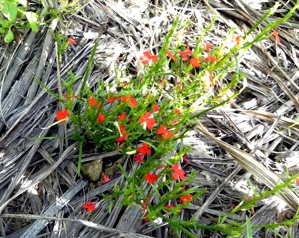 Funding dispute continues over exotic weed - ABC News