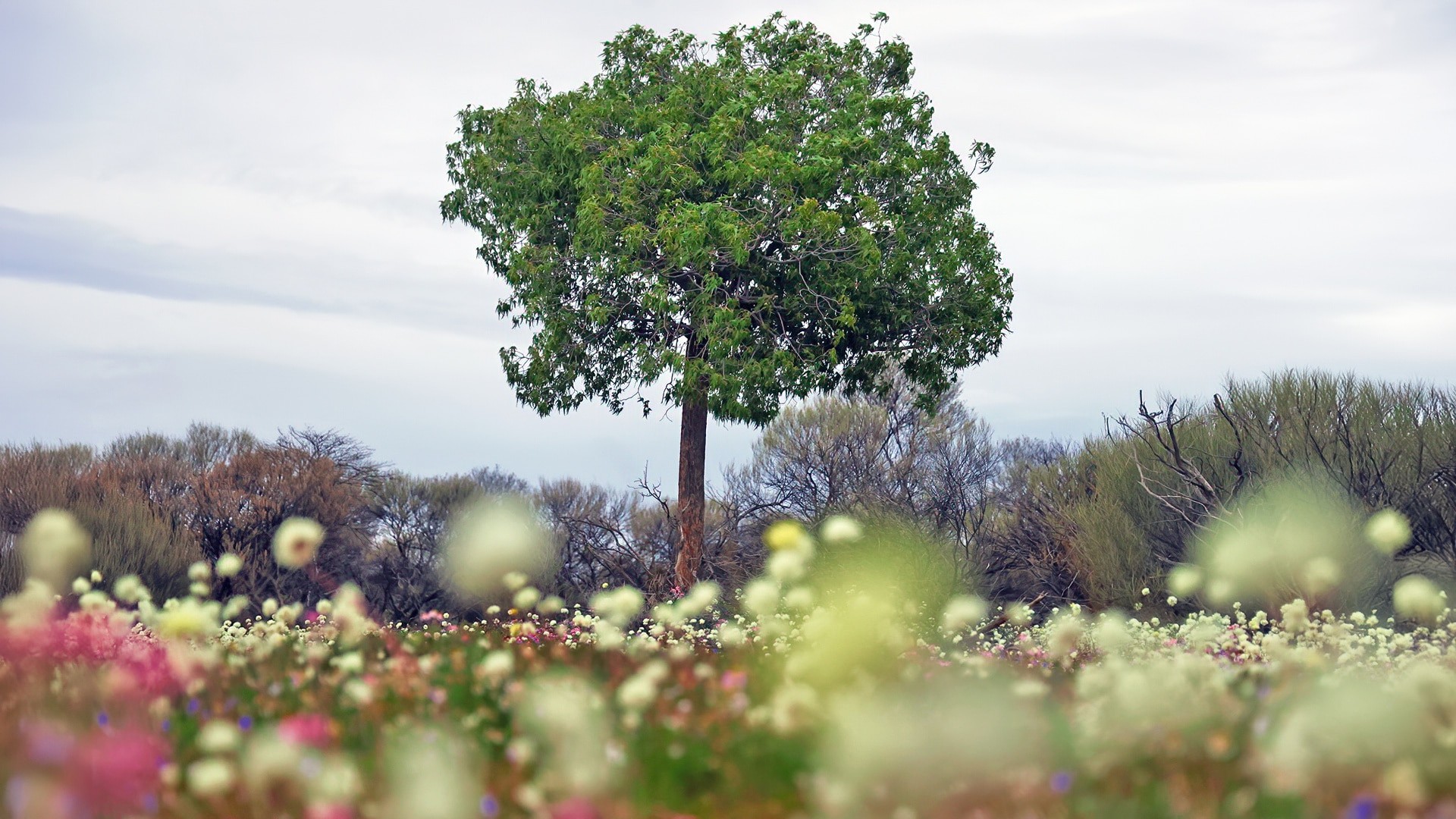 Wildflower season in full bloom after record rain in WA's Midwest - ABC ...
