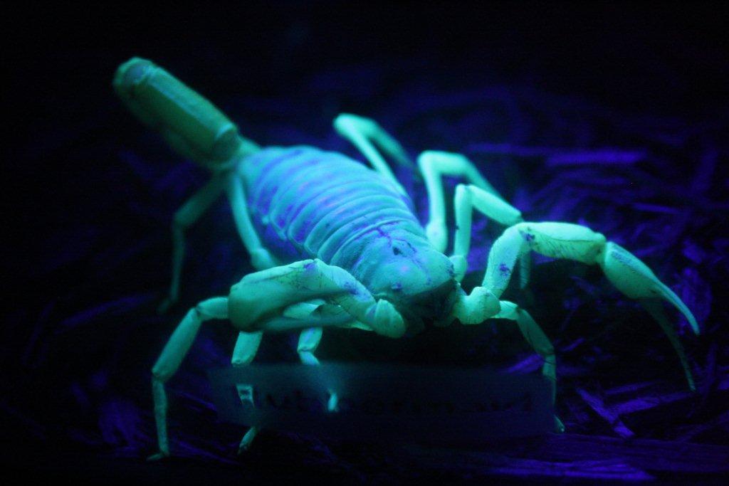 Why do scorpions glow in the dark? It could just be a fluke, scientists ...