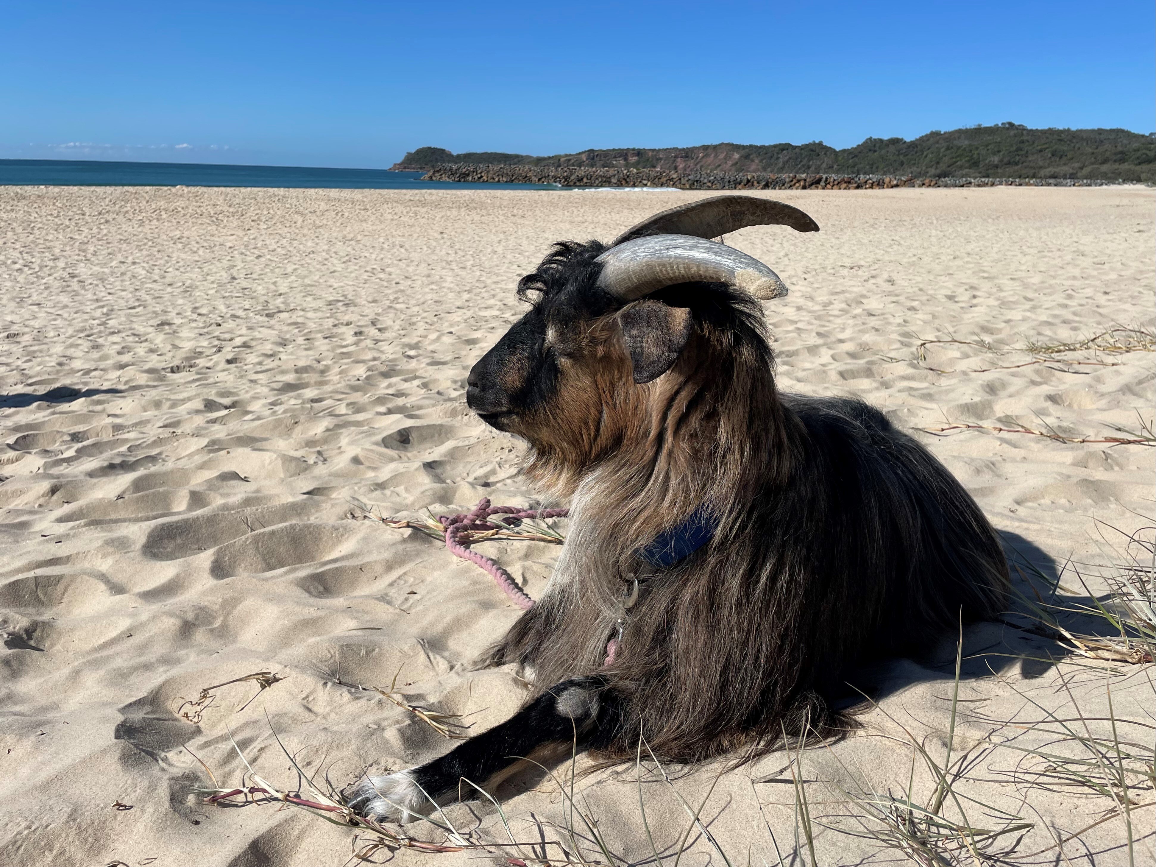 Beach-loving pet goat and his best mate, a dog, bring joy to NSW's ...