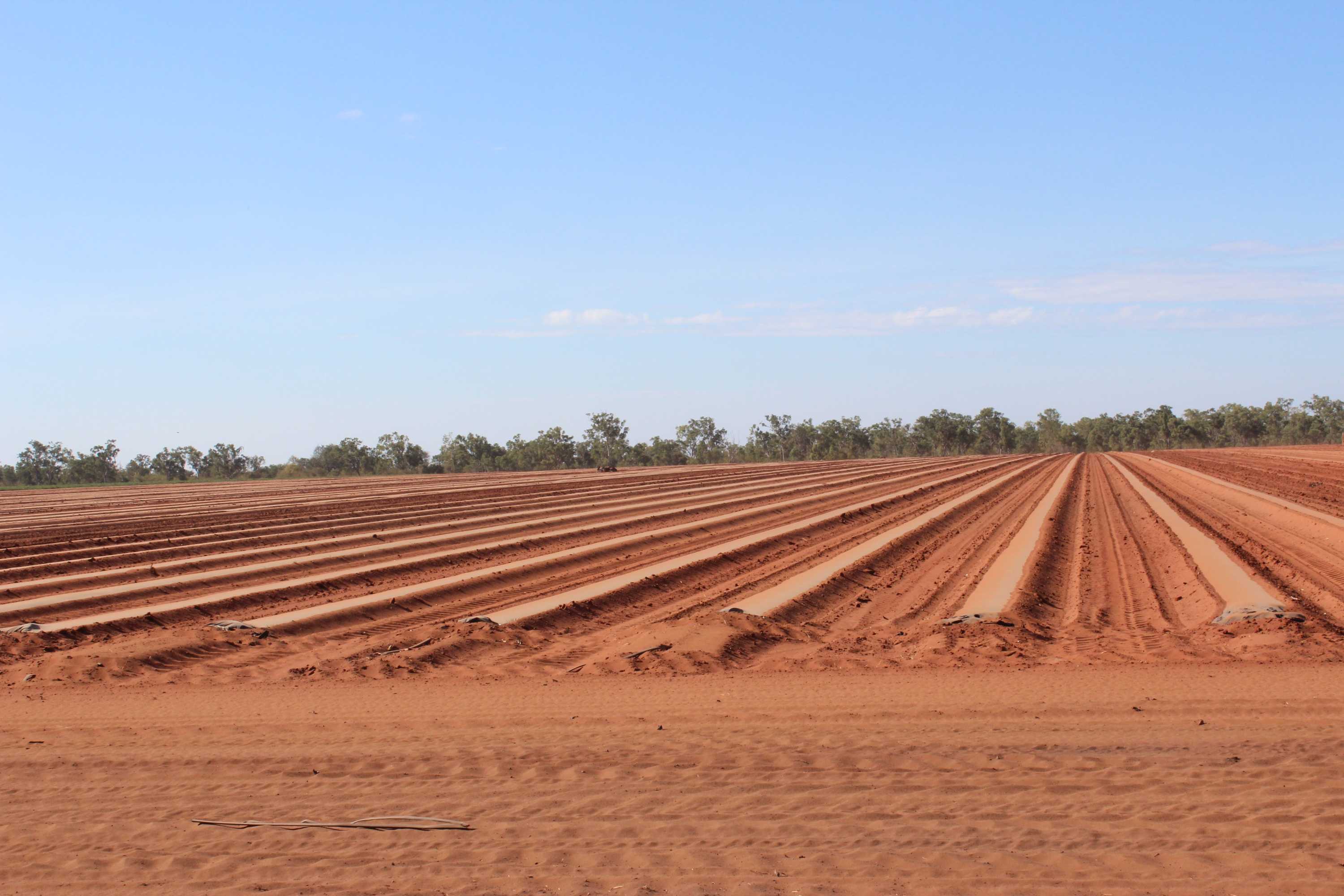 Timor workers soak up Top End farm experience - ABC News