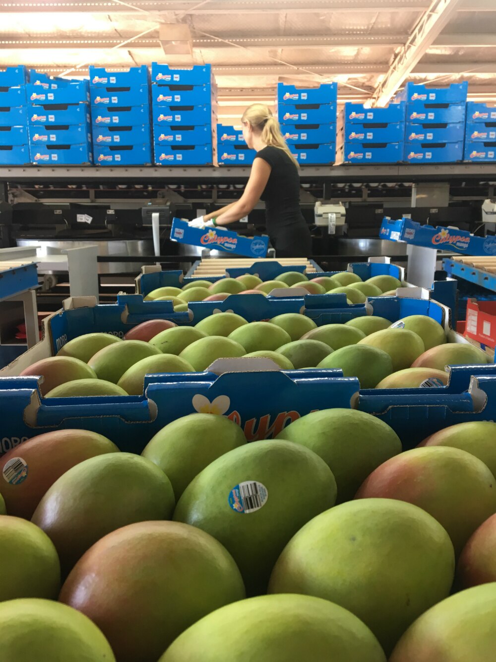 How Northern Territory mangoes went from luxury item to household ...