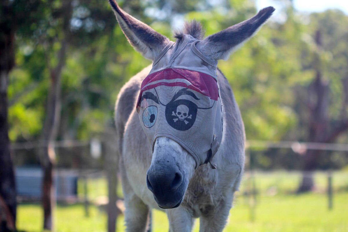 Sunshine Coast's blind donkey inspires kids' book, raising funds for ...