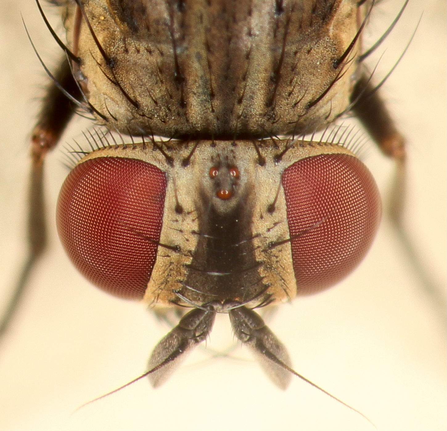 Flies have among the fastest eyes on Earth — so it's no wonder they're ...