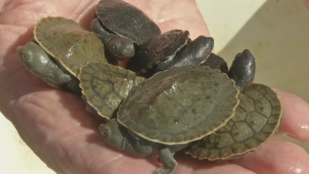 Mystery of missing turtles - ABC News