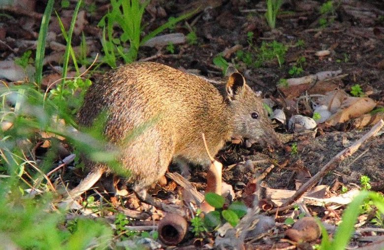 Mandurah backyards could provide vital clues about quendas - ABC Perth