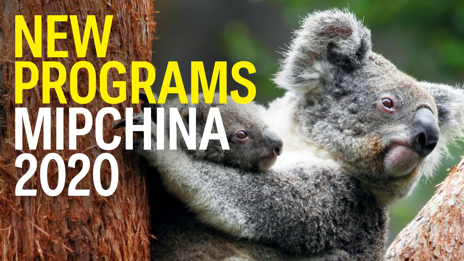 ABC Commercial rolls out exciting slate for MIP China - ABC Content Sales