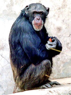 Monkeys 'talk' like humans: study - ABC News