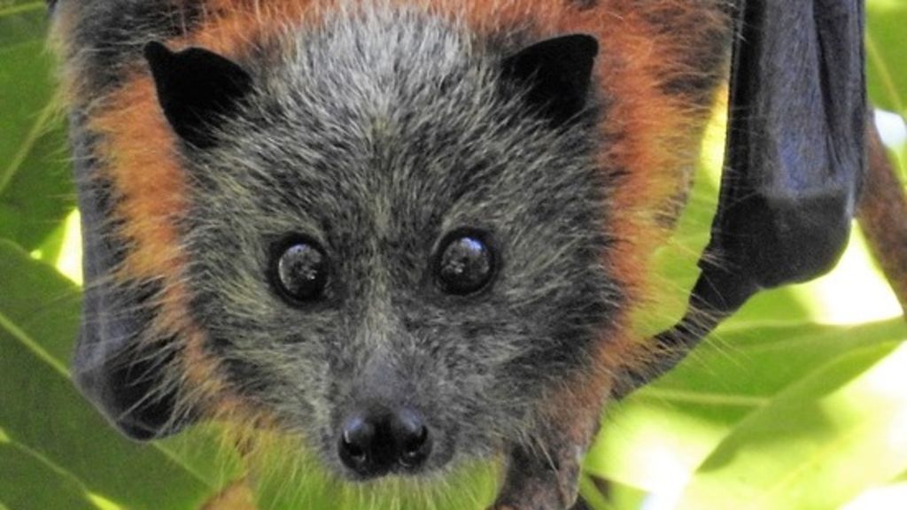 Flying fox camp - ABC News