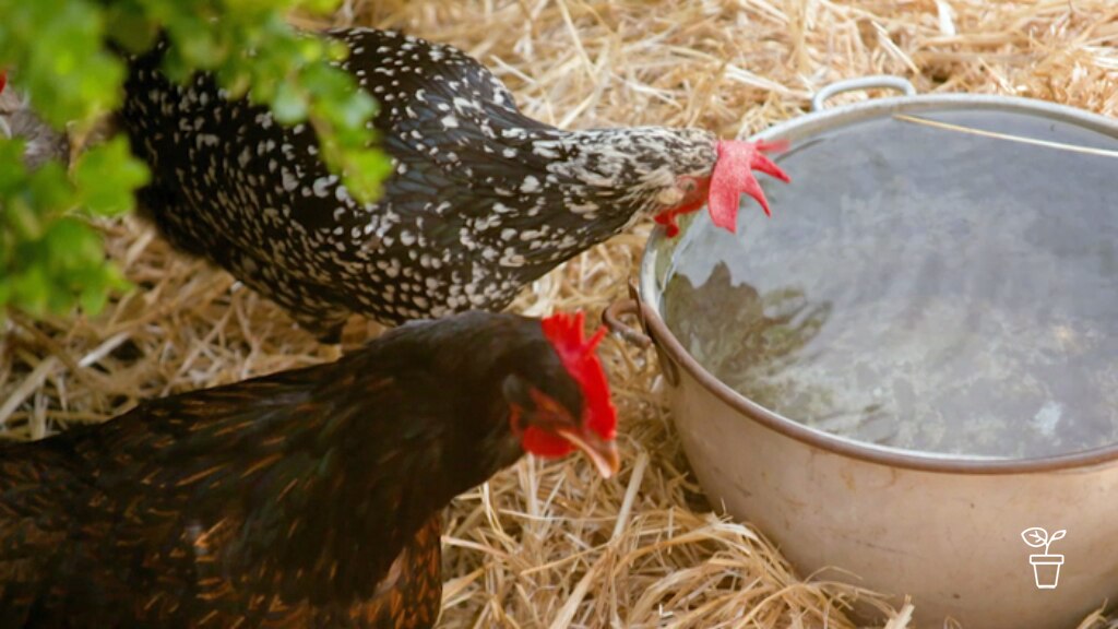 Keeping Chooks Cool - Gardening Australia