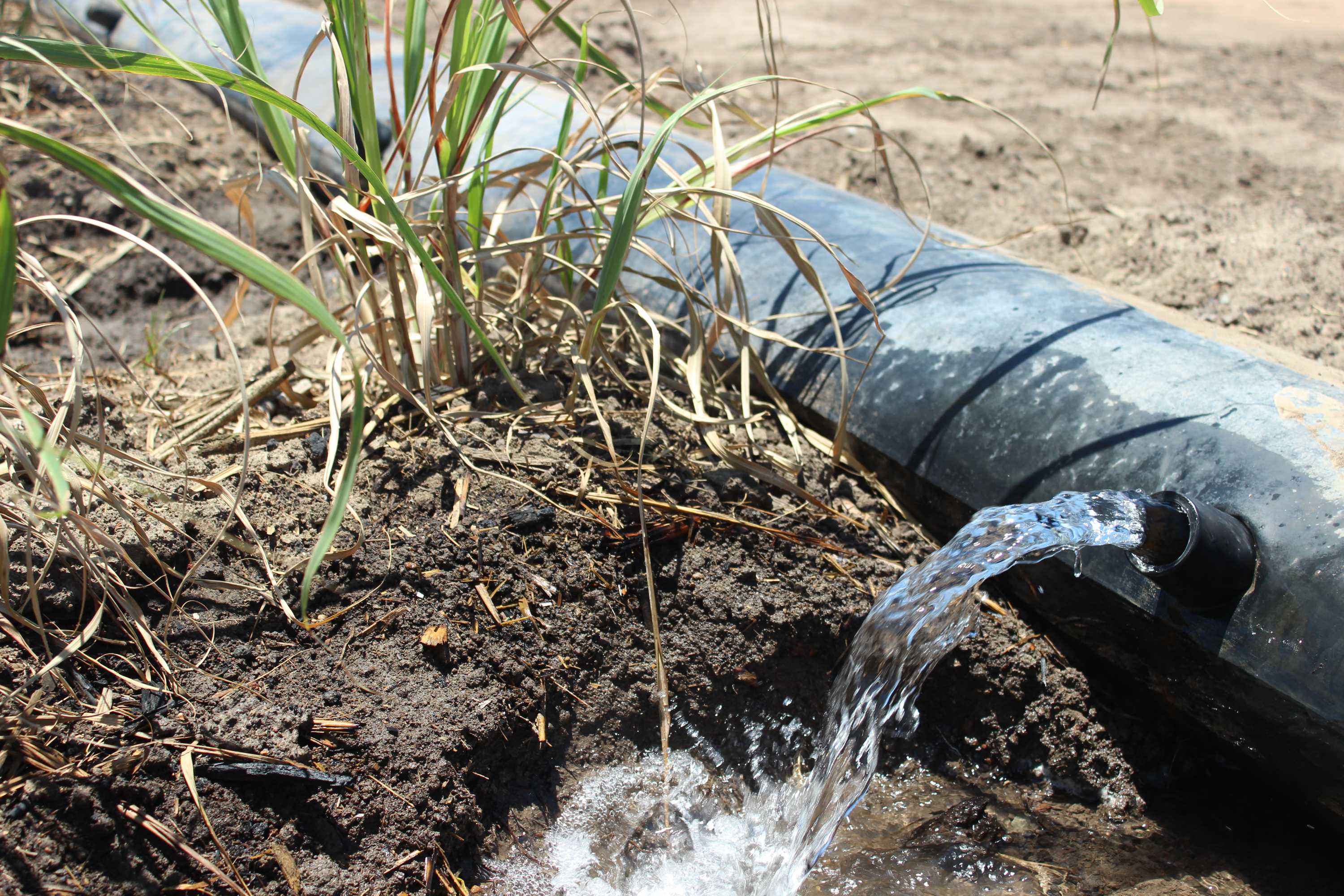 Record dry for Fraser Coast cane and cattle - ABC News