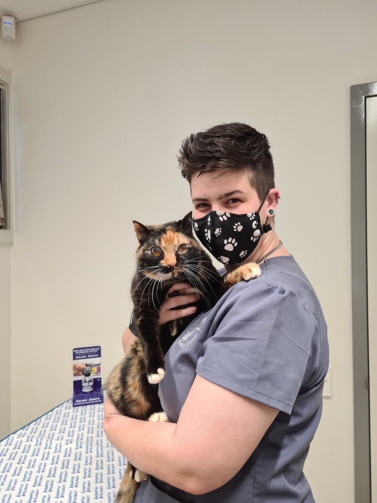 SA cat flies home after 13-month WA getaway - ABC Adelaide