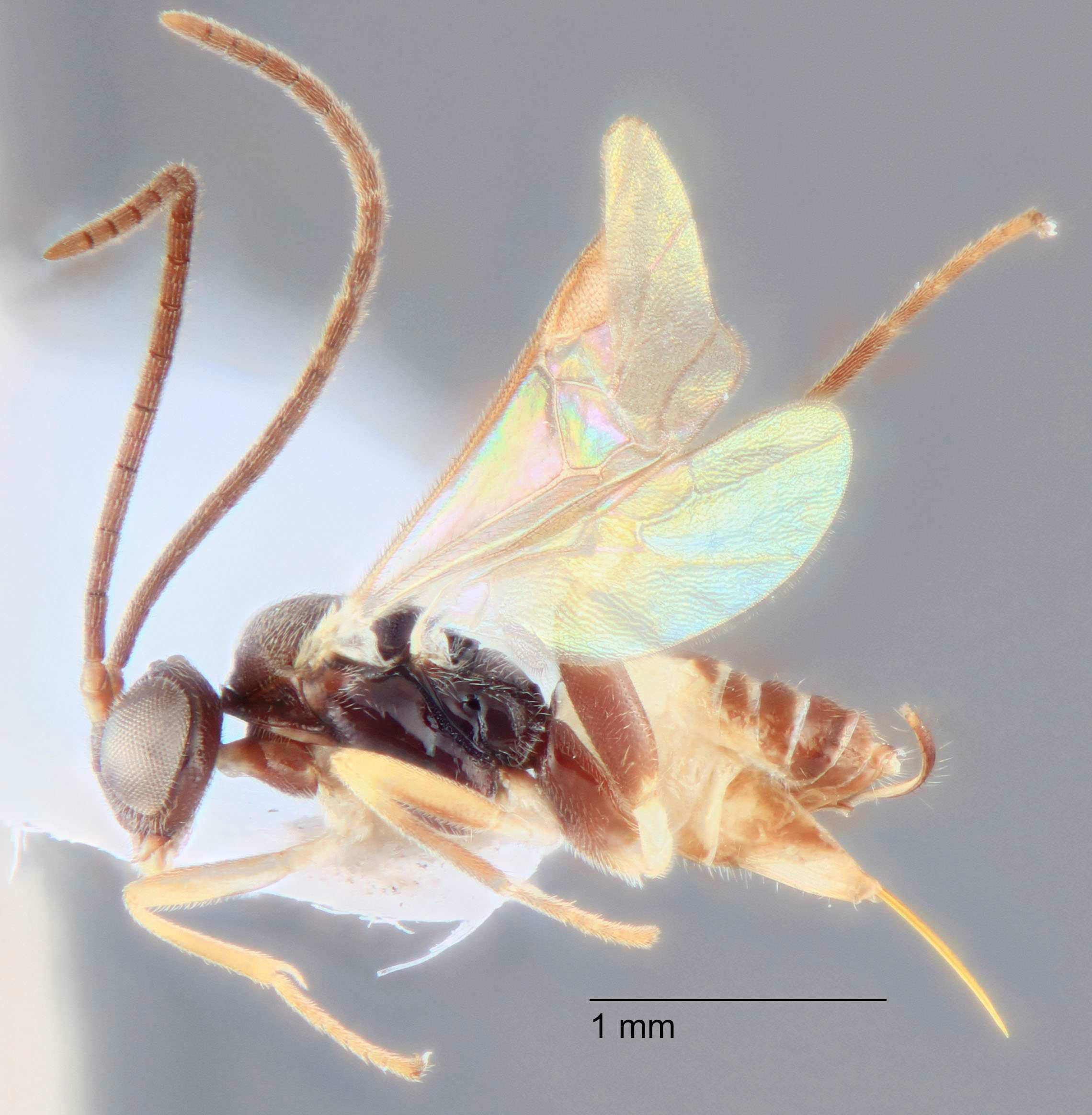 New species of parasitic wasps named after Oreos and Doctor Who aliens ...