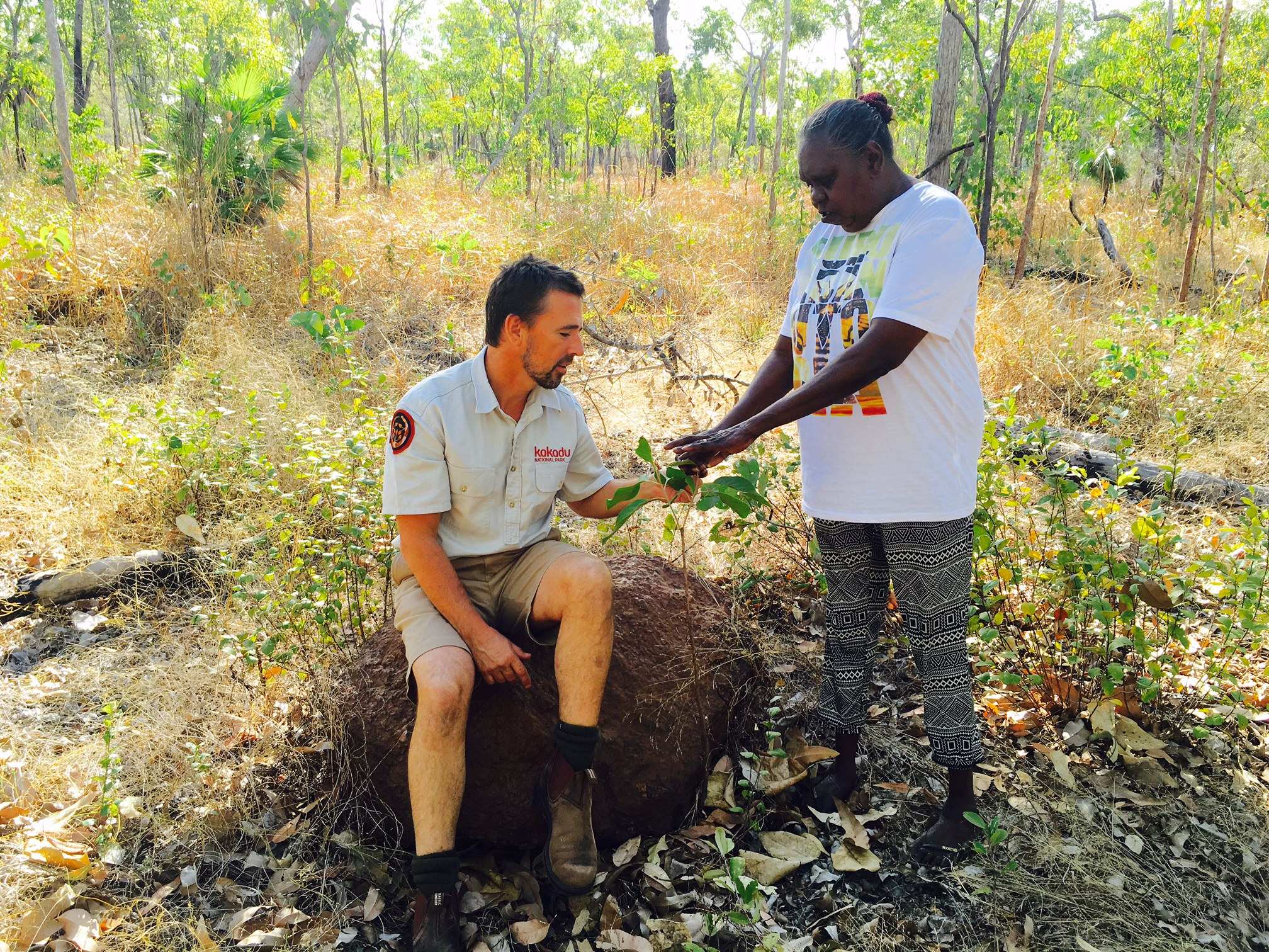 Thousands of wild horses, donkeys, buffalo and pigs shot in Kakadu cull ...