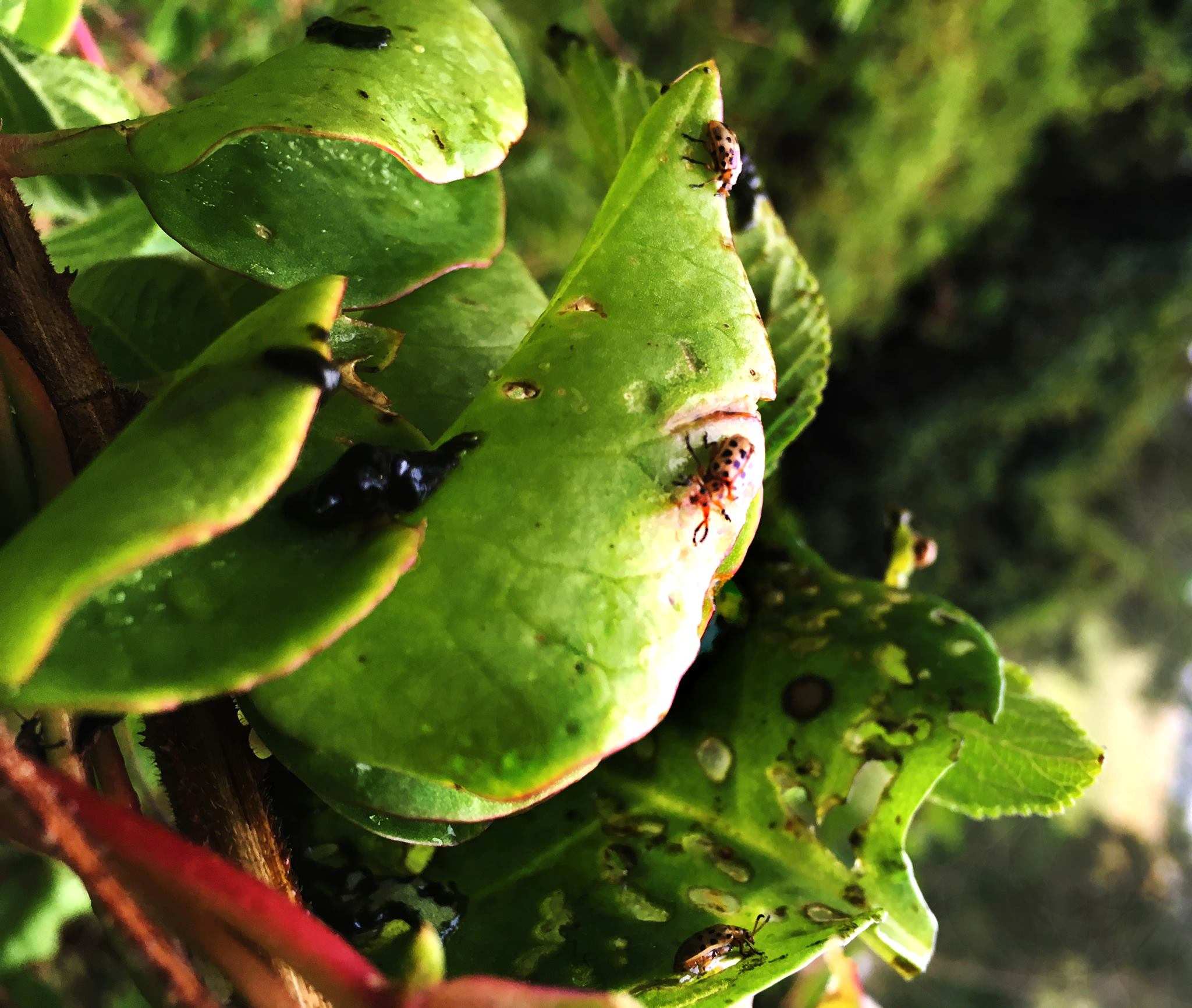 Madeira beetle program success - ABC News