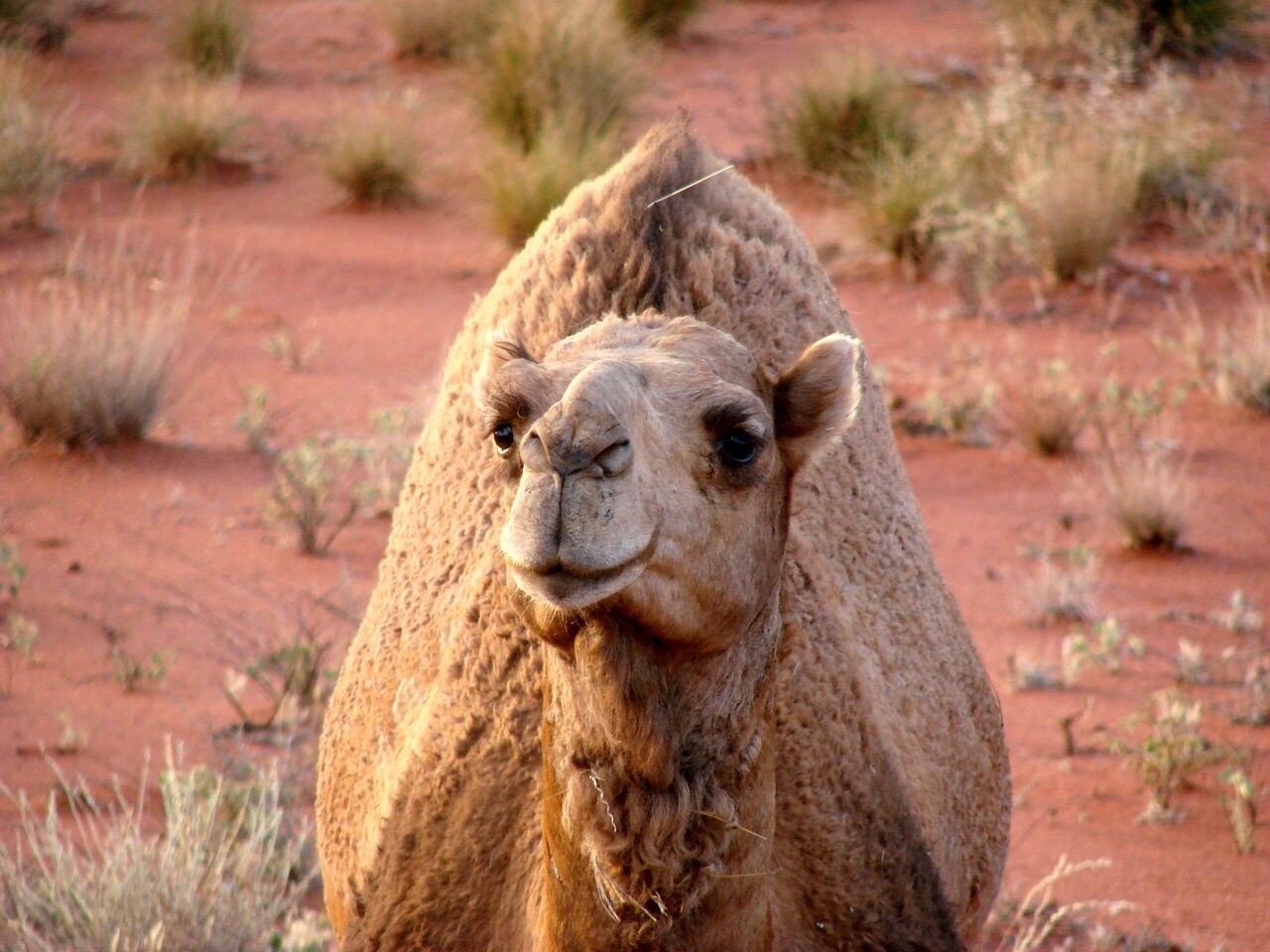 Throw another camel on the barbie: Experts urge cull of feral pests ...