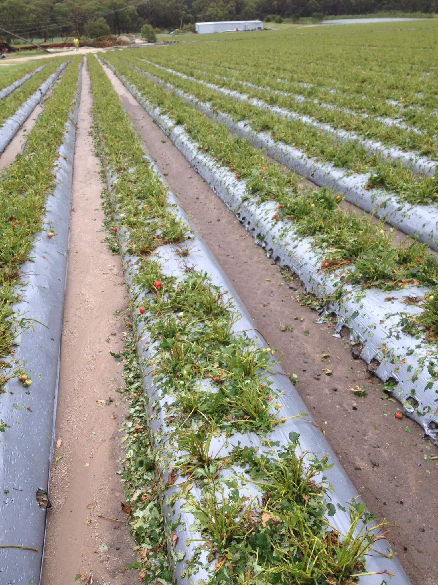 Strawberry farm damaged, trees brought down in severe thunderstorm near ...