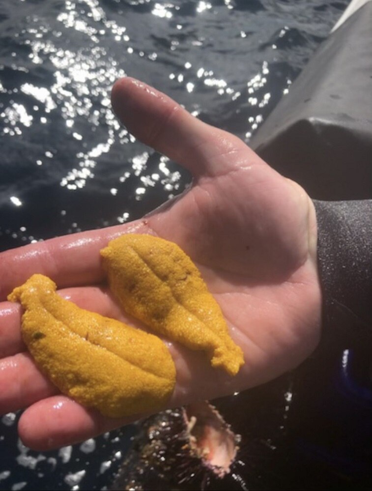 Strong demand for sea urchin roe - ABC listen