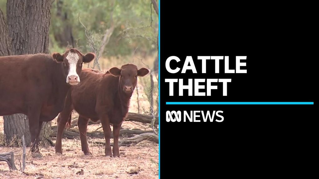 Call for answers after outback cattle found dead - ABC News