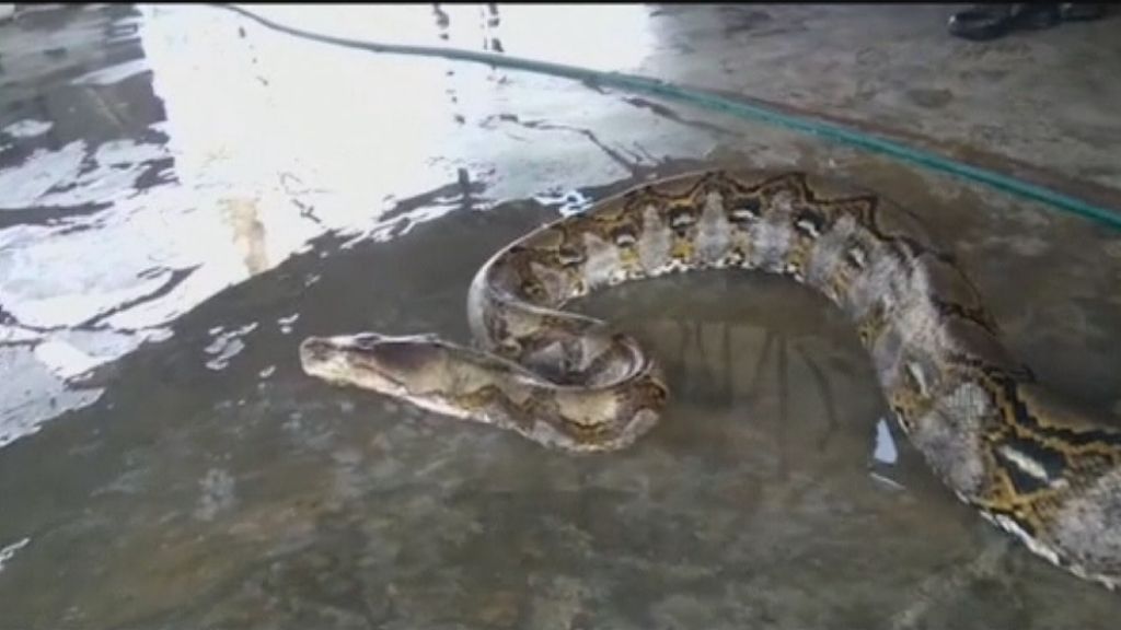 Python caught on Malaysian building site believed to be longest ...