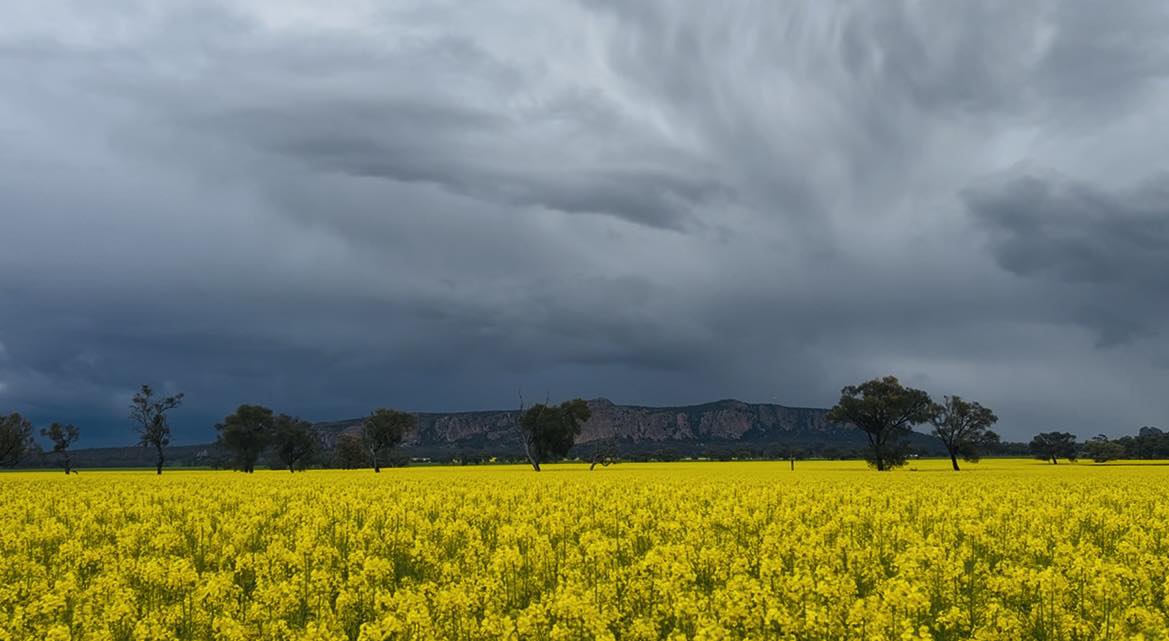 BOM forecast shows hot weather and high fire danger to make way for ...