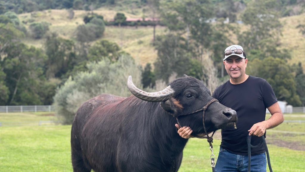 Animal trainer Steve Noy prepares buffaloes for saddle riding - ABC News