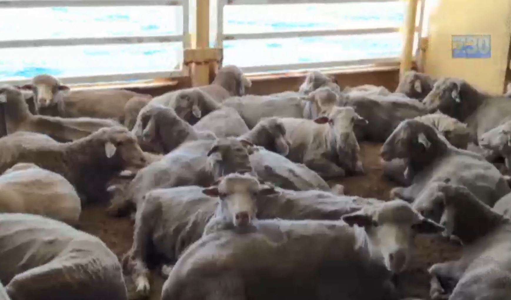 Live export meetings attract hundreds of frustrated farmers - ABC listen