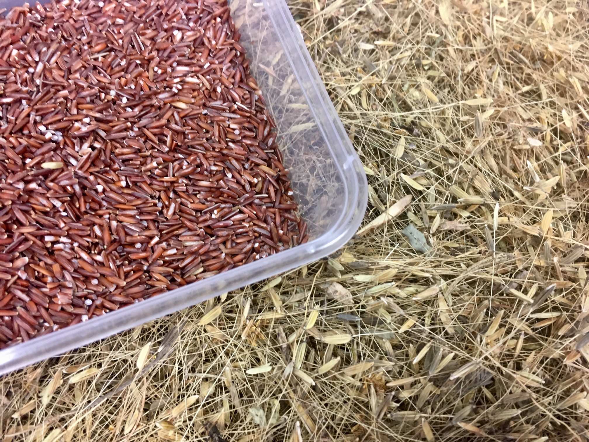 Rice farming returns to Humpty Doo using Australia's own native grains ...