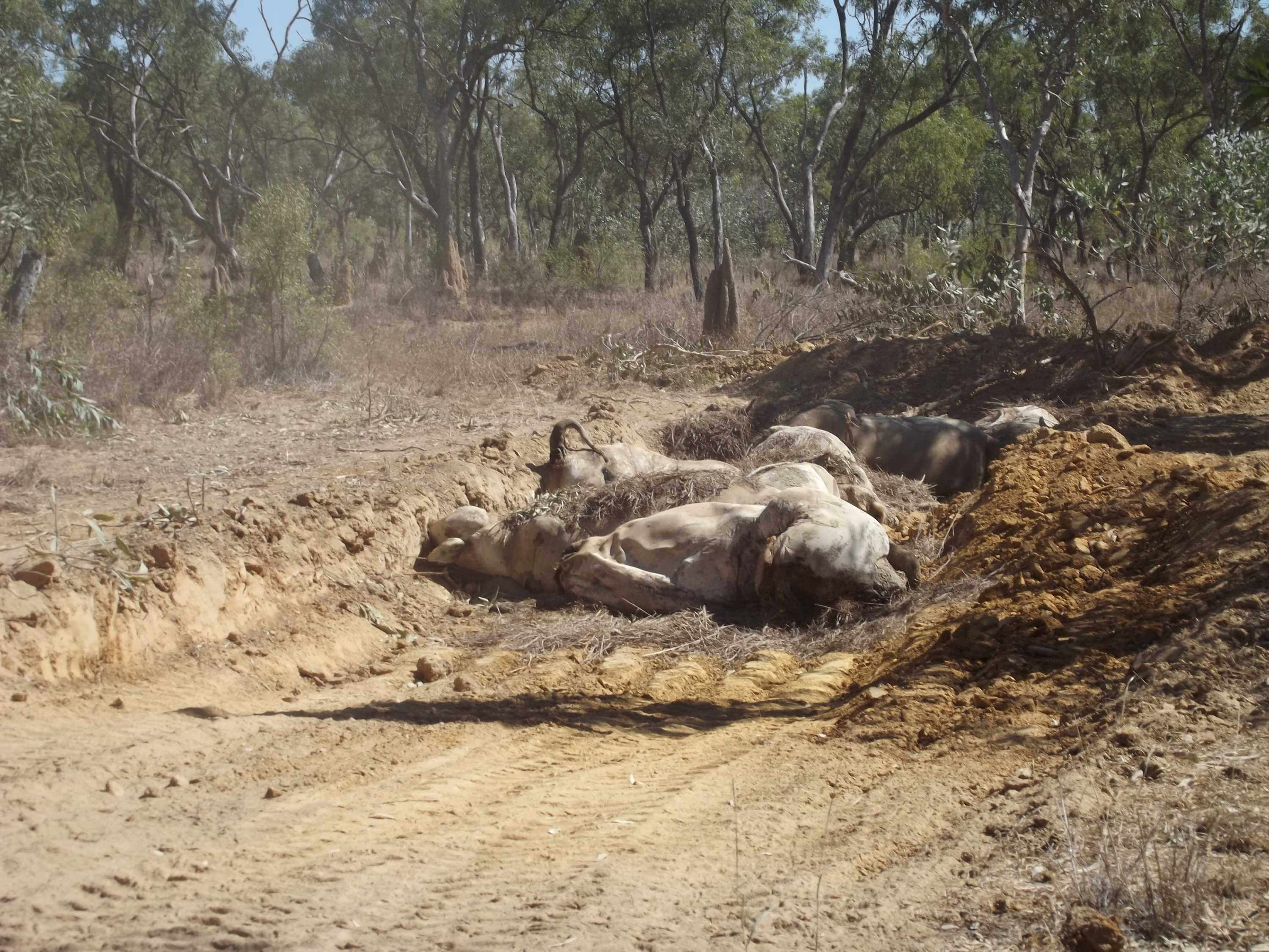 Hundreds of cattle die from botulism - ABC News